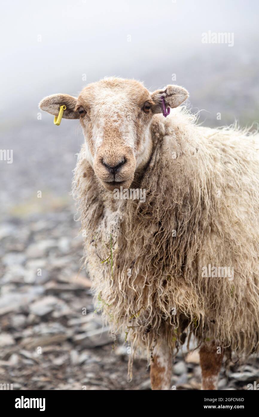 Sheep in the mountains along the Pyg Track to the Snowdon summit ...