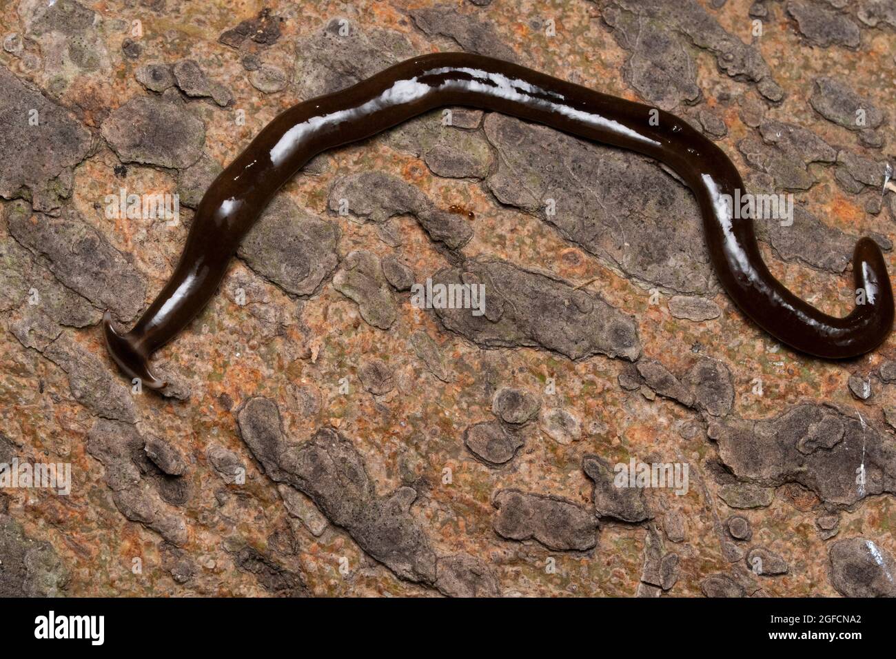Hammerhead worm hi-res stock photography and images - Alamy
