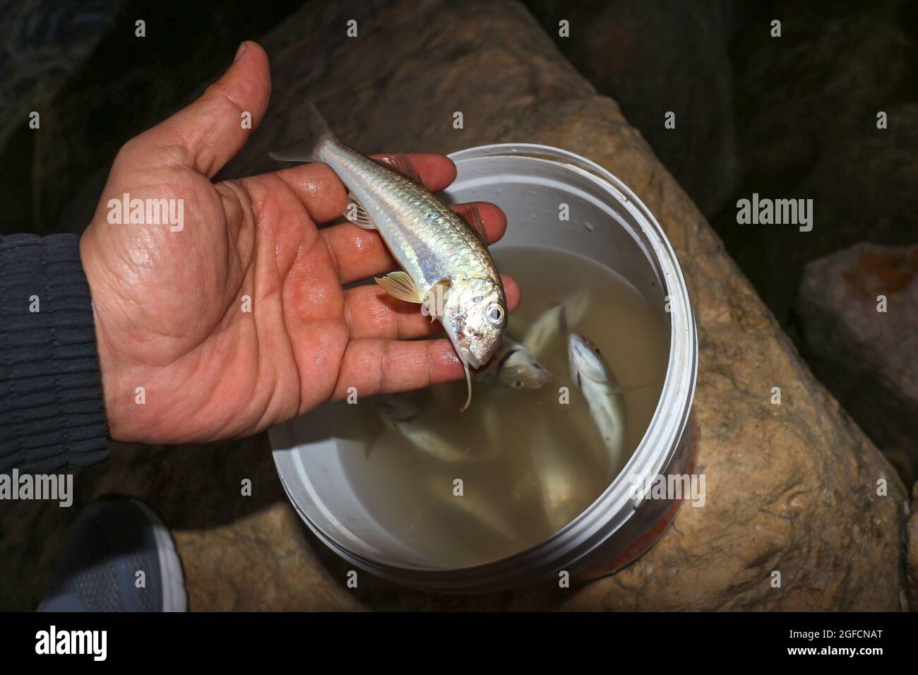 Freshly caught fish holding in fisherman's hand, showing to camera ...