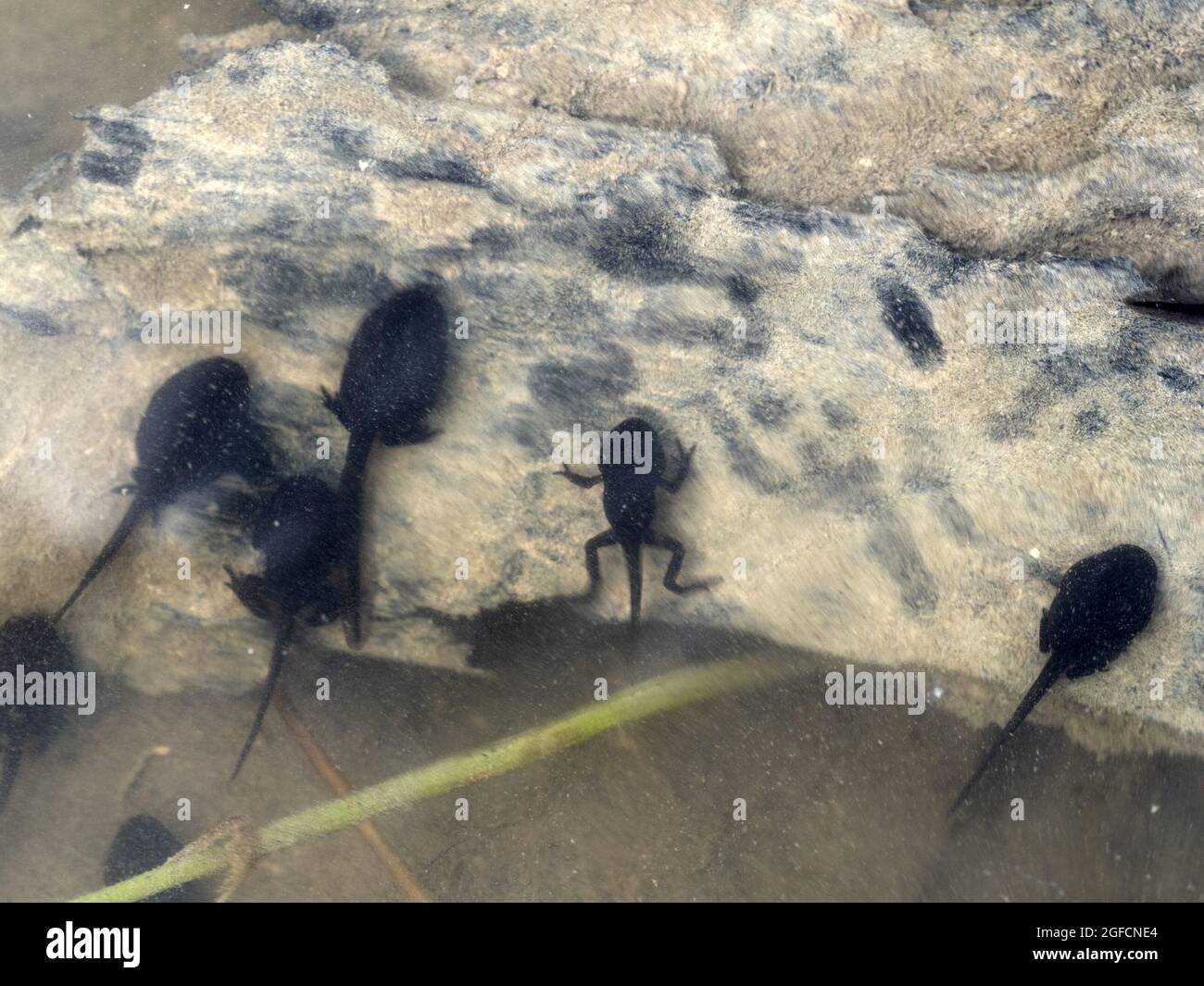 frog tadpole in a swamp detail Stock Photo - Alamy