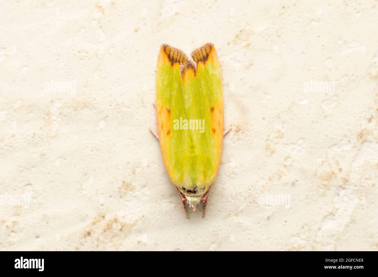 Rust mimic moth hi-res stock photography and images - Alamy