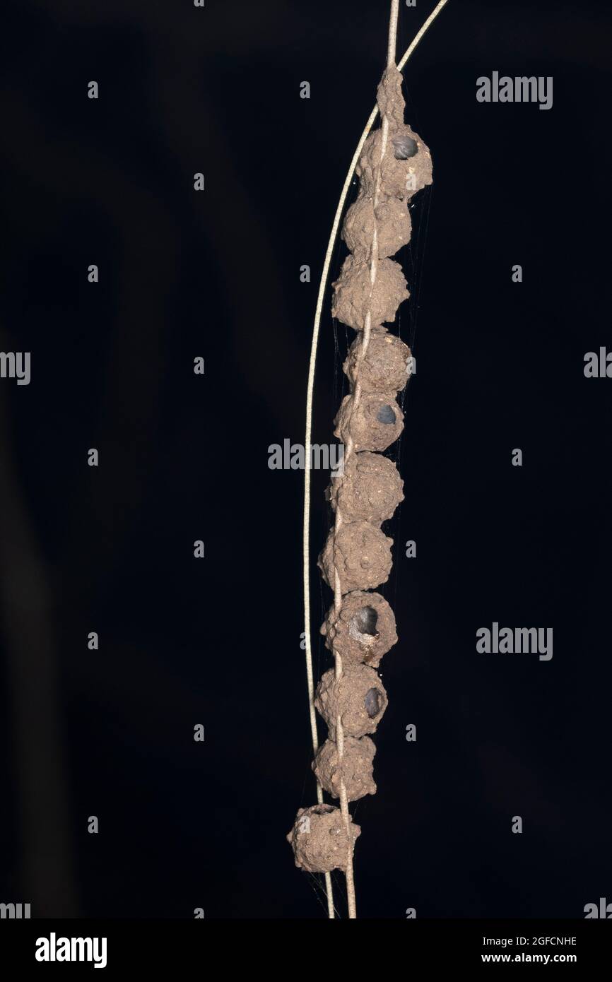 Potter wasp nest, Satara, Maharashtra, India Stock Photo - Alamy