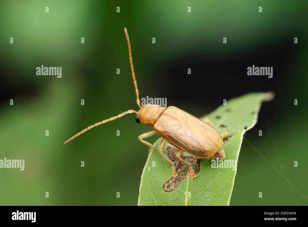 Skeletonizing leaf beetle, Monolepta marginella, Satara, Maharashta ...
