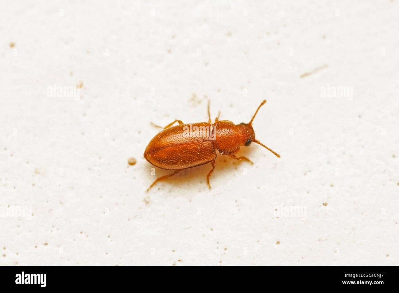 Dorsal of Hairy fungus beetle, Typhaea stercorea, Satara, Maharashtra ...