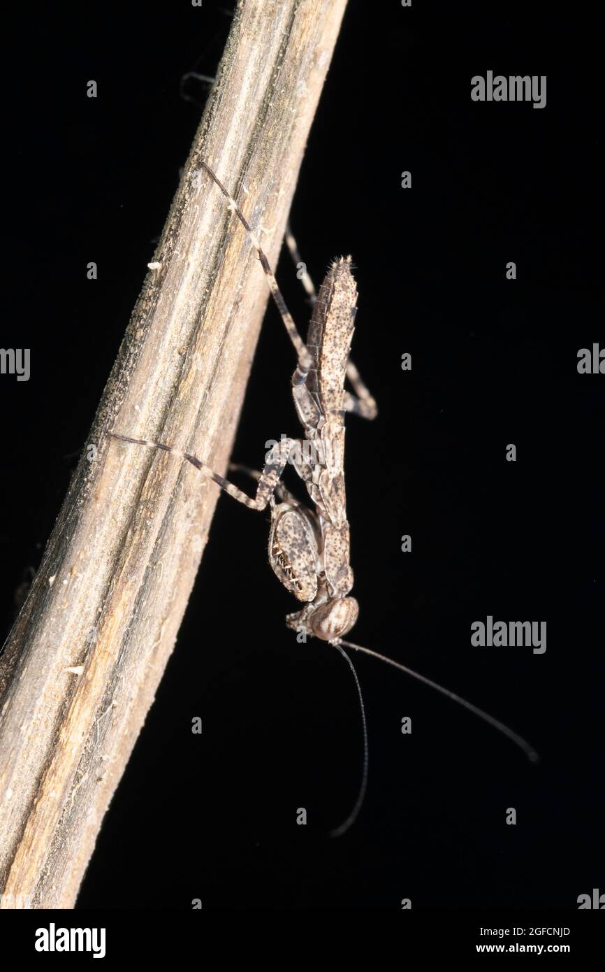 Baby praying mantis hi-res stock photography and images - Alamy