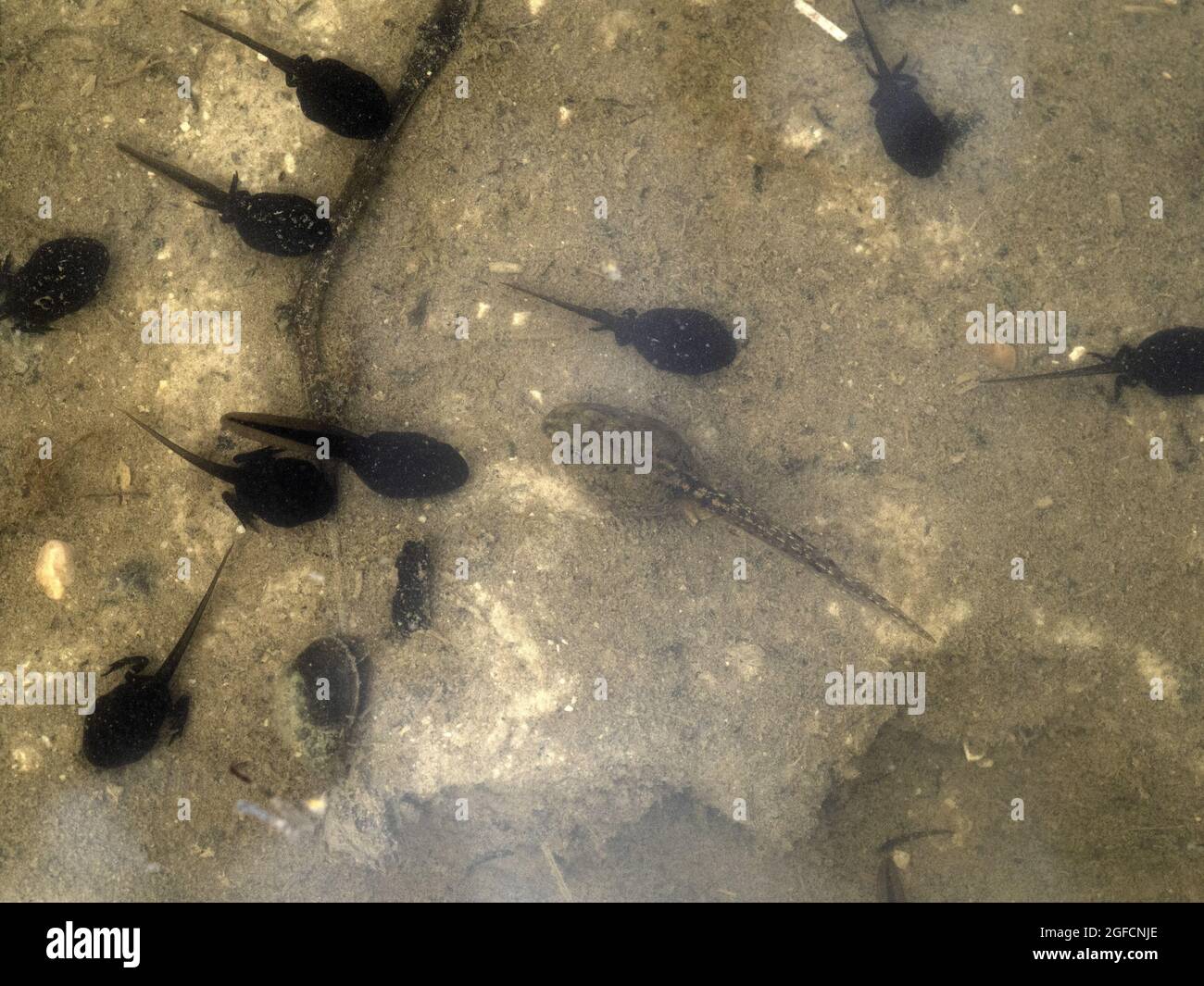 frog tadpole in a swamp detail Stock Photo - Alamy