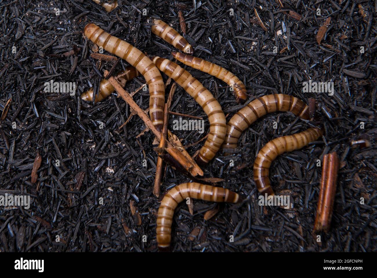 Close up view of worms on the ground Stock Photo - Alamy