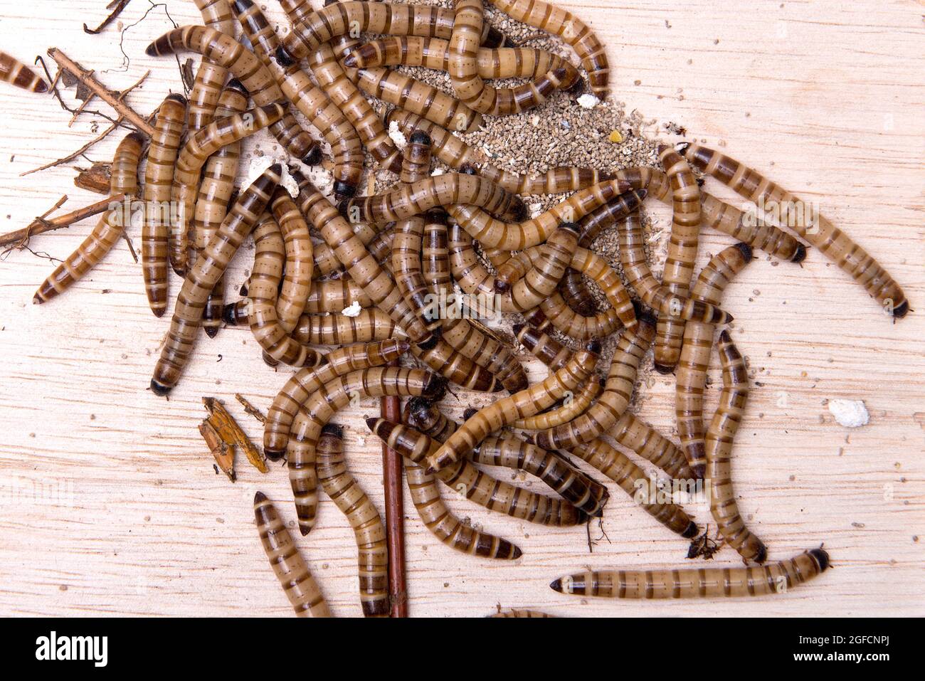 Earthworm close up crawling on hi-res stock photography and images - Alamy