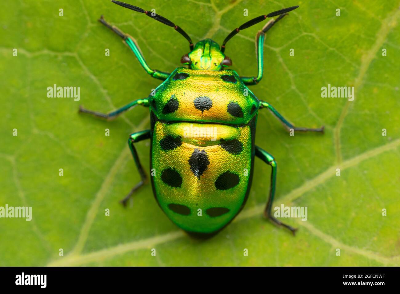 Green jewel bug, Chyrsocoris stolli, Satara, Maharashtra, India Stock ...