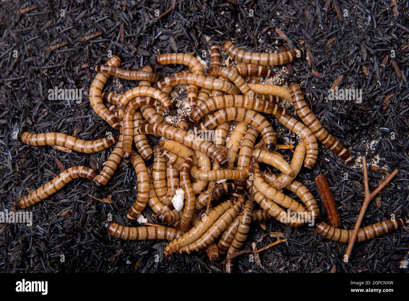 Close up view of worms on the ground Stock Photo - Alamy
