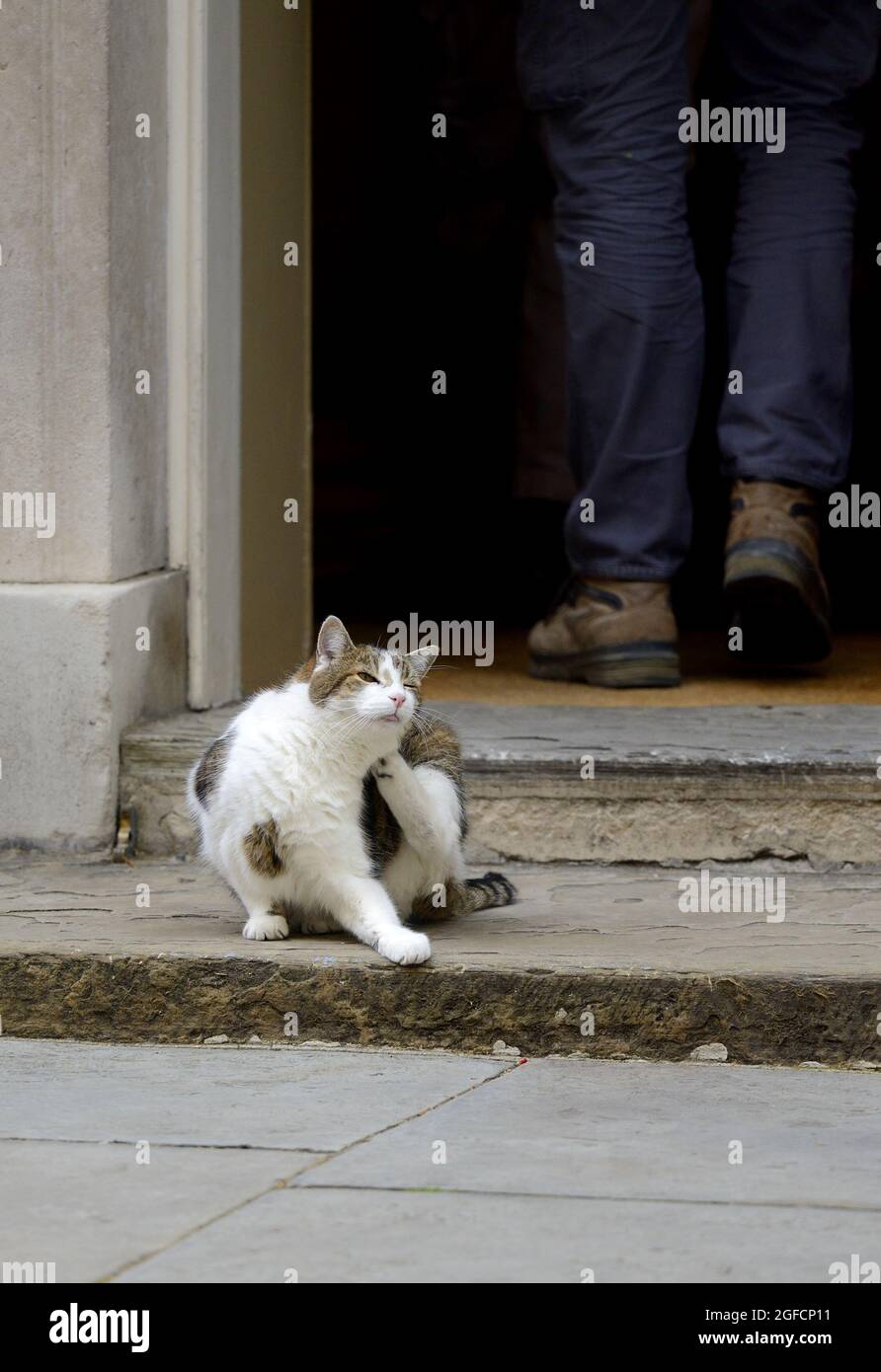 Larry the Cat - Chief Mouser to the Cabinet Office since 2011 - havuing ...