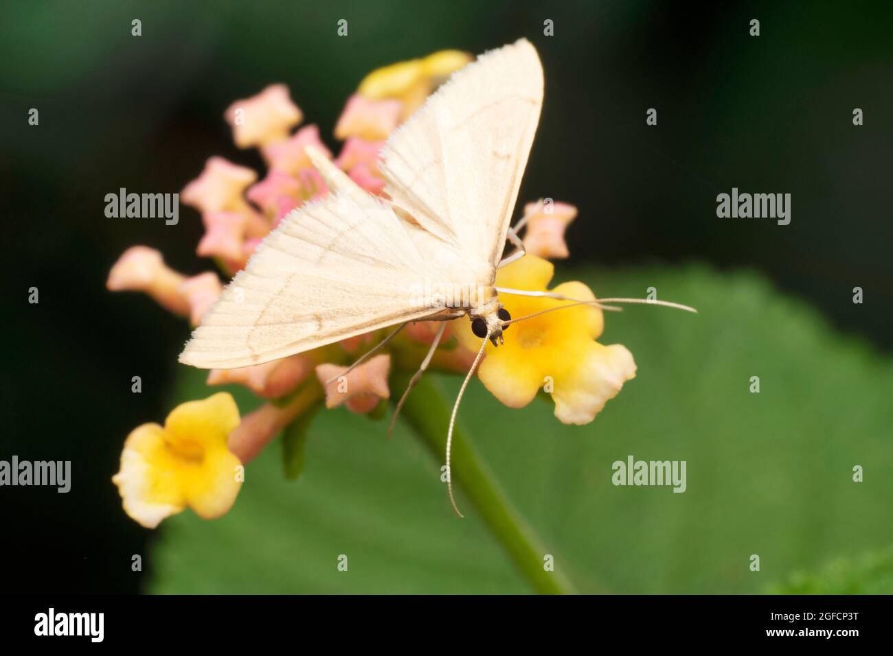Jasmine moth, Palpita vitrealis, Satara, Maharashtra, India Stock Photo ...