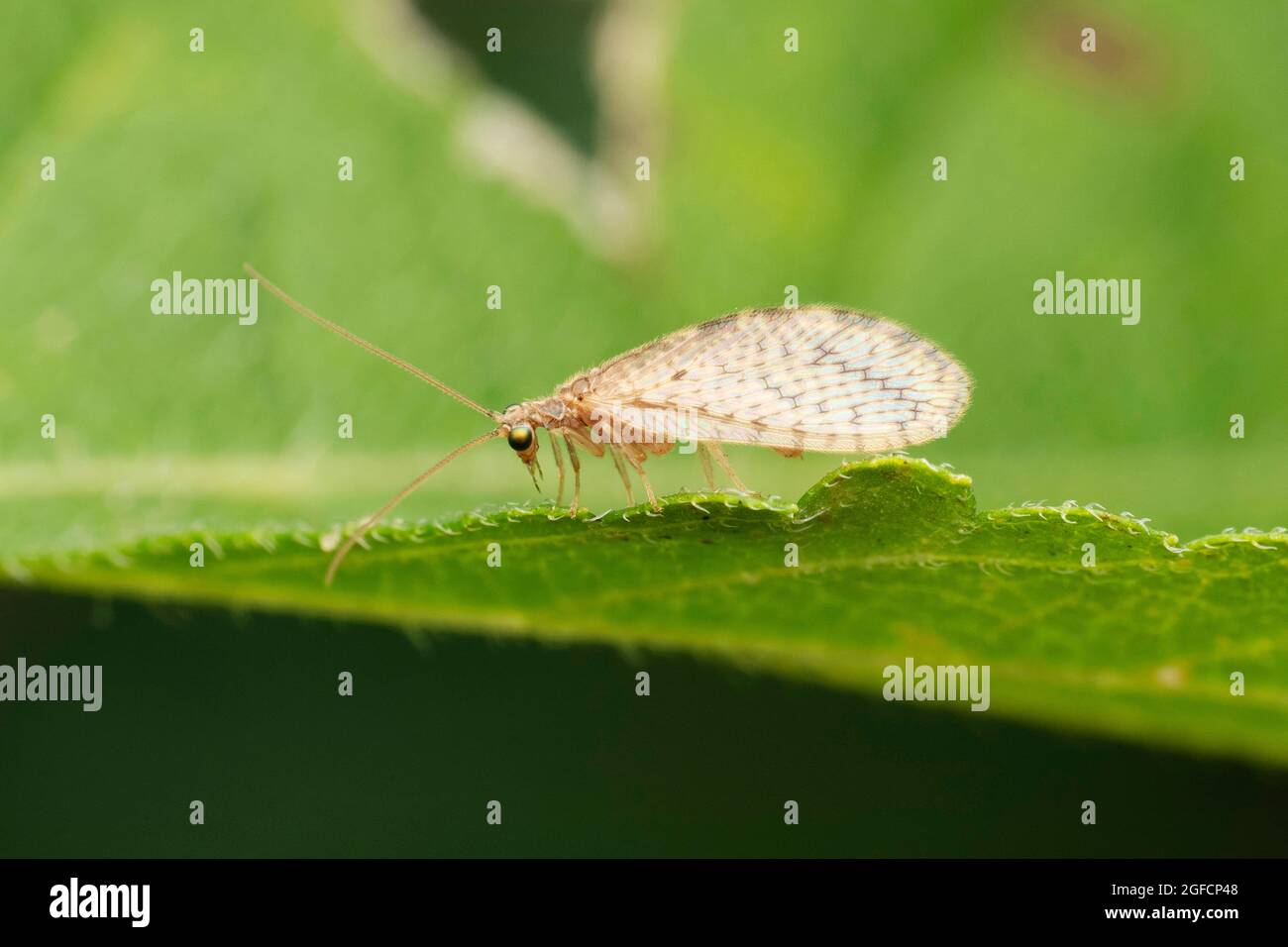Lacewing Bug