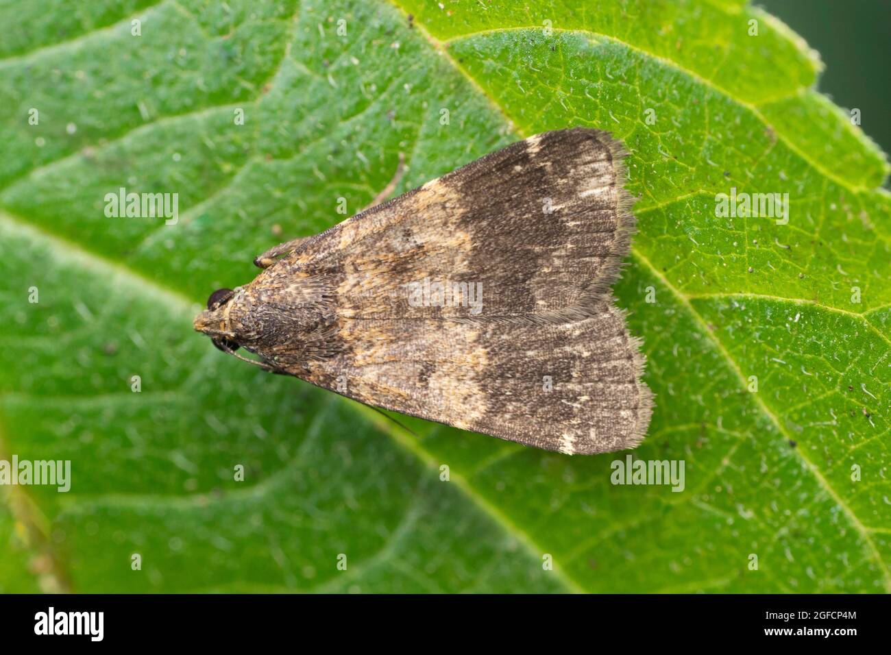 Littermoth, Herminia javanus, Satara, Maharashtra, India Stock Photo ...
