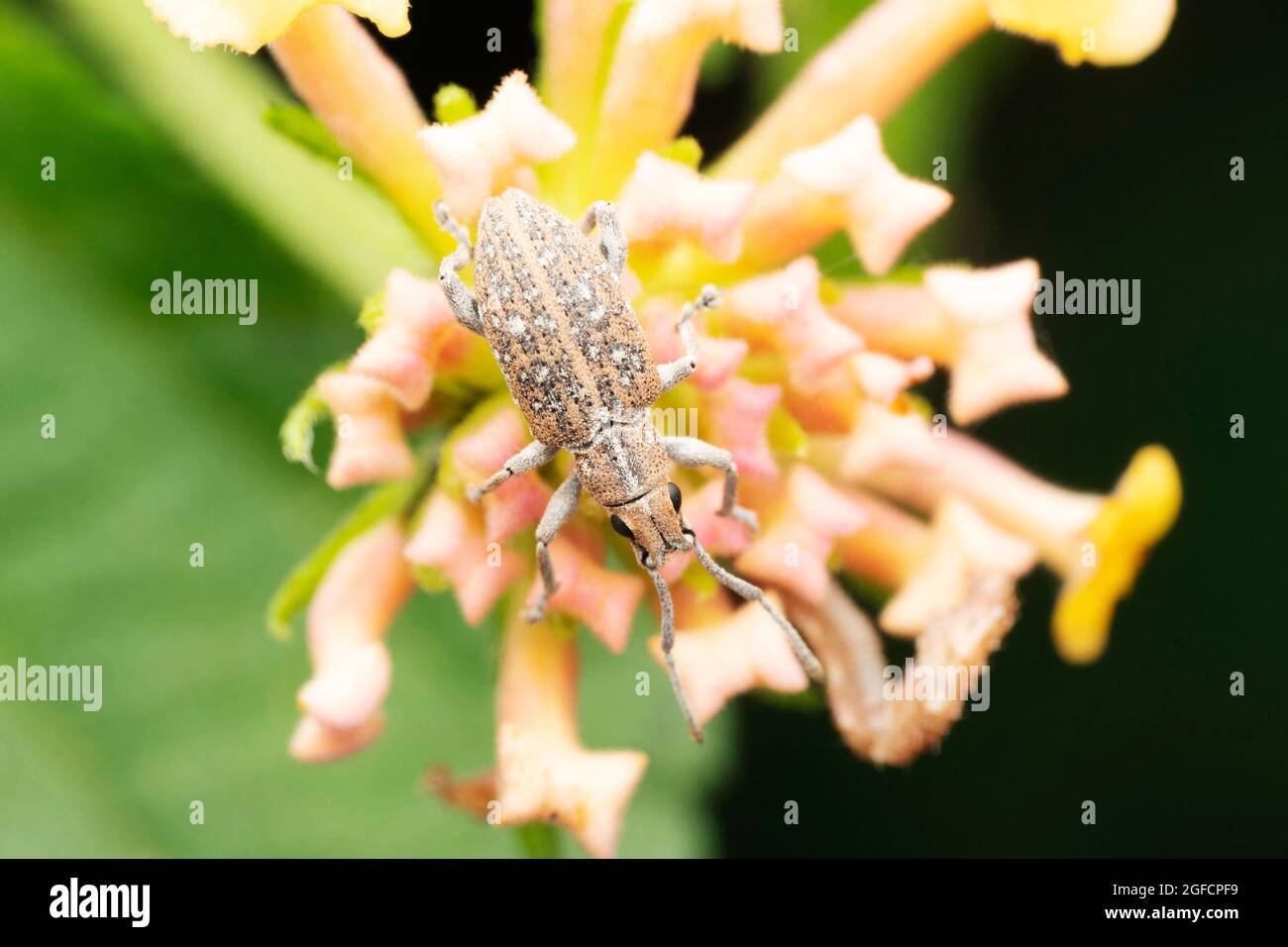 Pea leaf weevil, Sitona lineatus, Satara, Maharashtra, India Stock ...