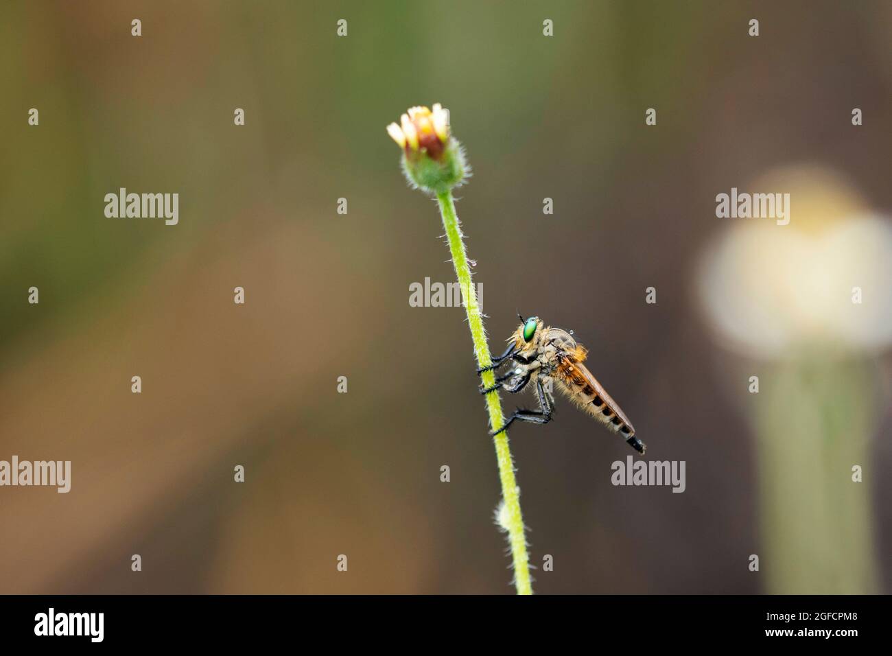Robberfly, Promachus rufipes, Satara, Maharashtra, India Stock Photo ...