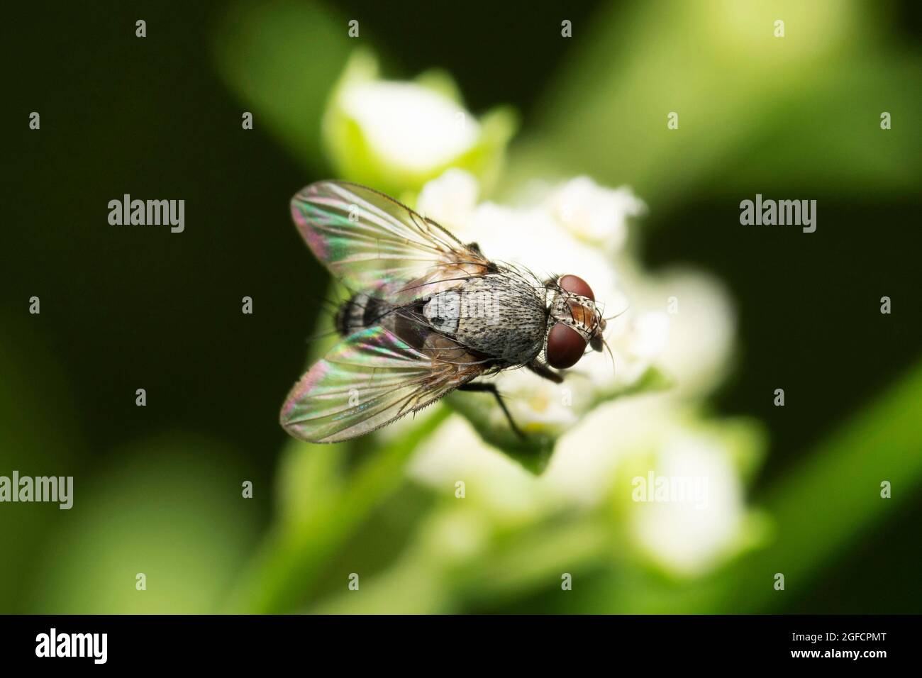 Metopia argyrocephala hi-res stock photography and images - Alamy