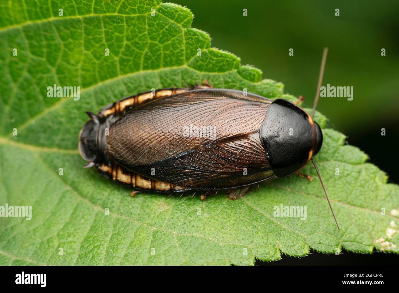 Surinam cockroach, Pycnosceleus surinamensis, Satara, Maharashtra ...