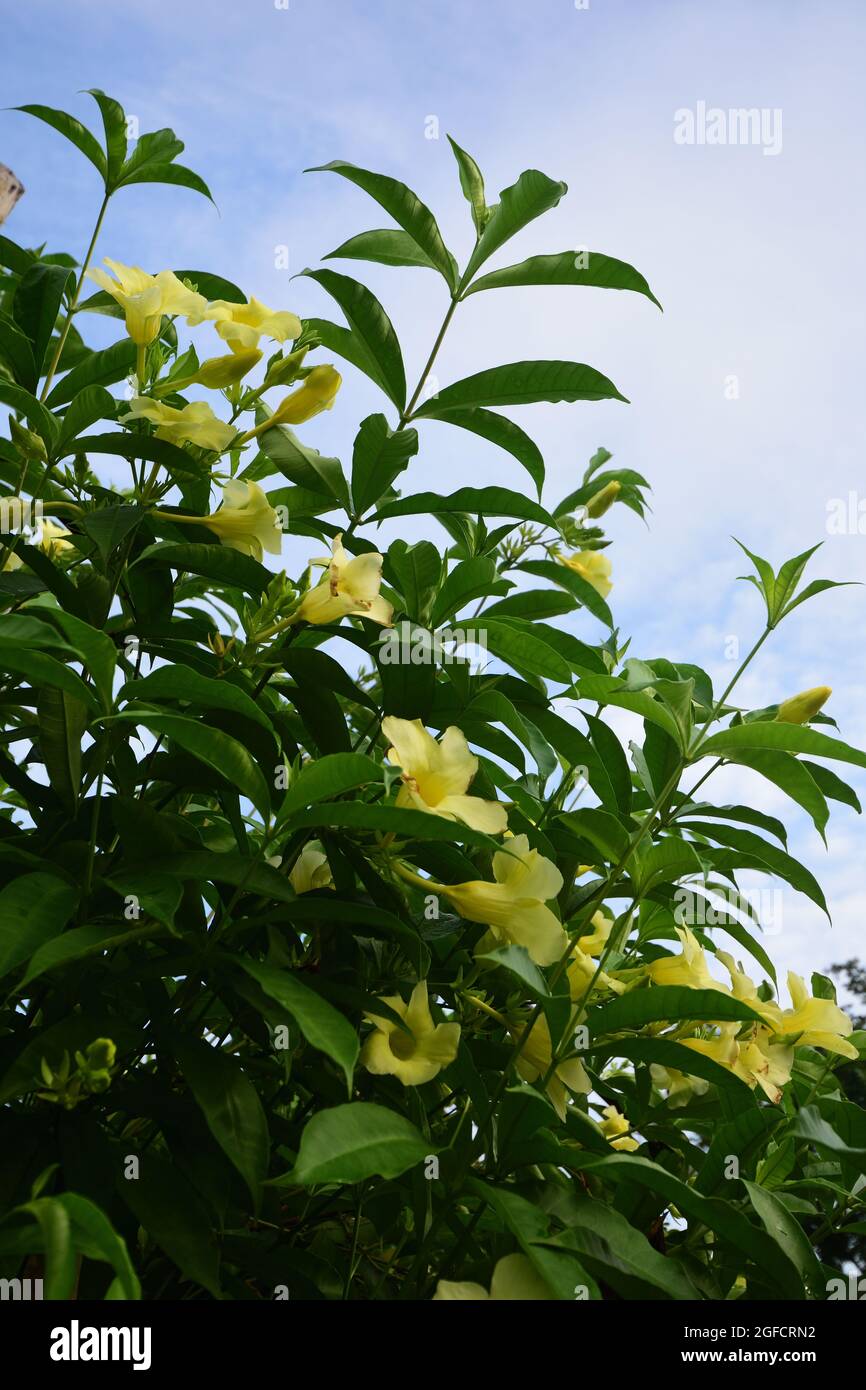 Joipur hi-res stock photography and images - Alamy