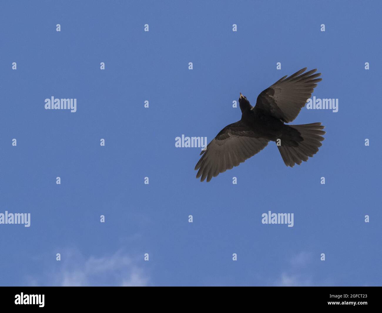 croak black bird in dolomites mountains background Stock Photo - Alamy
