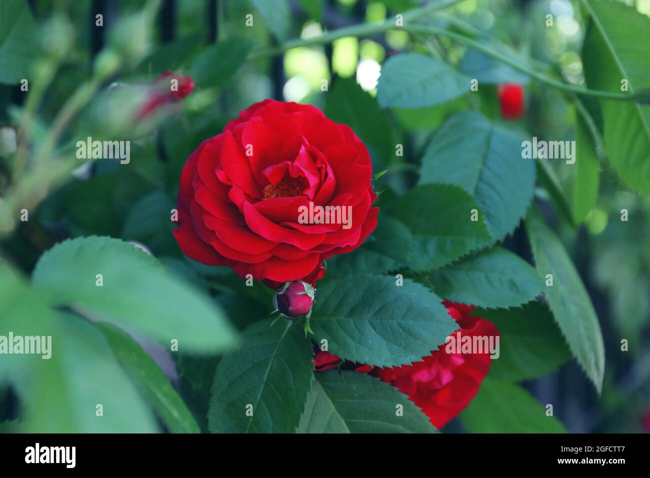 Red rose on green nature background Stock Photo - Alamy