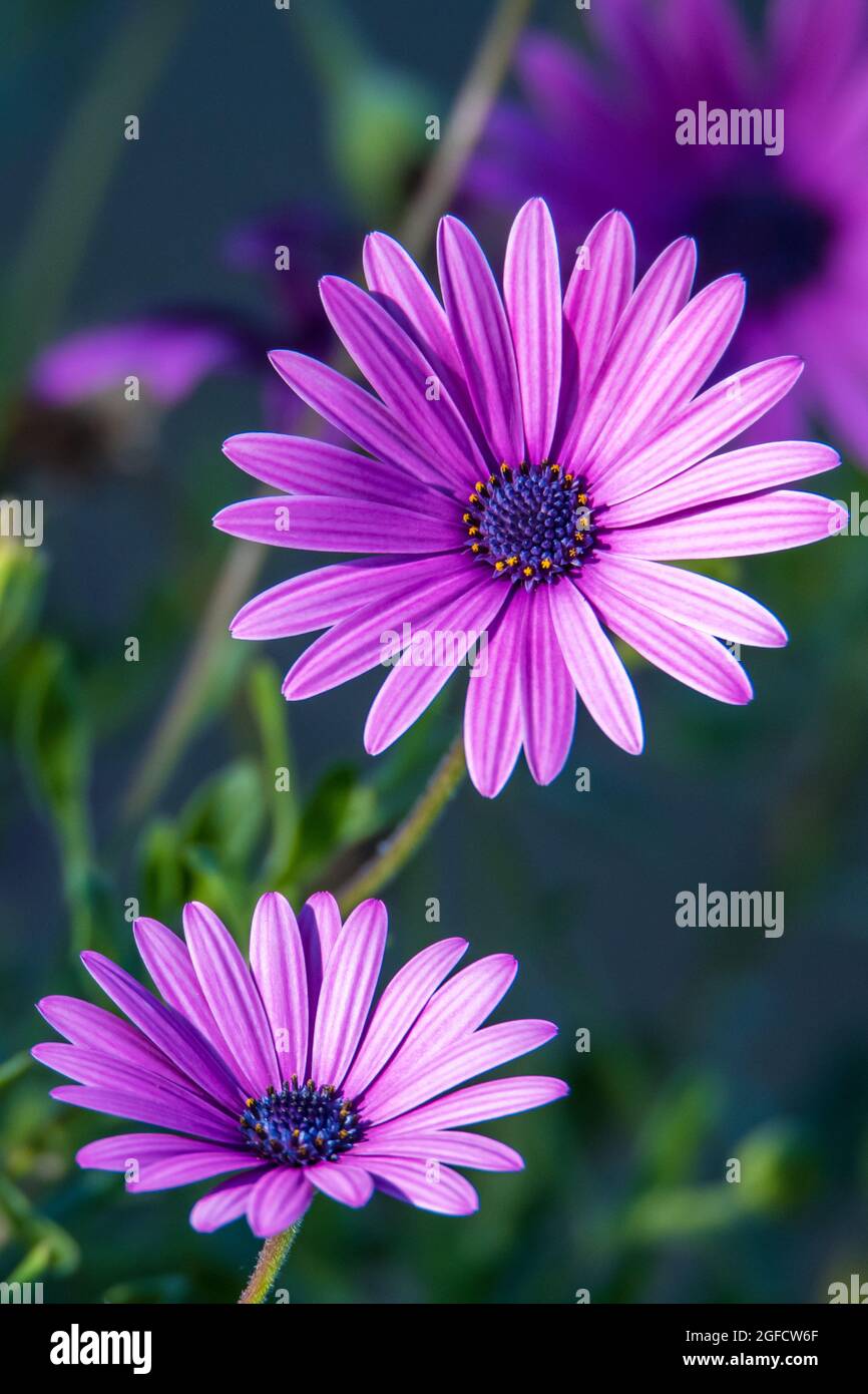 Purple Gazania flower on the banks of Woy Woy Waterfront on the Central ...