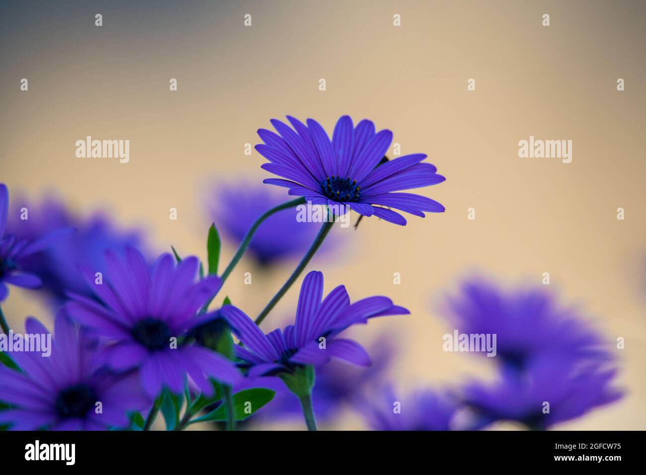 Purple Gazania flowers on the banks of Woy Woy Waterfront on the ...