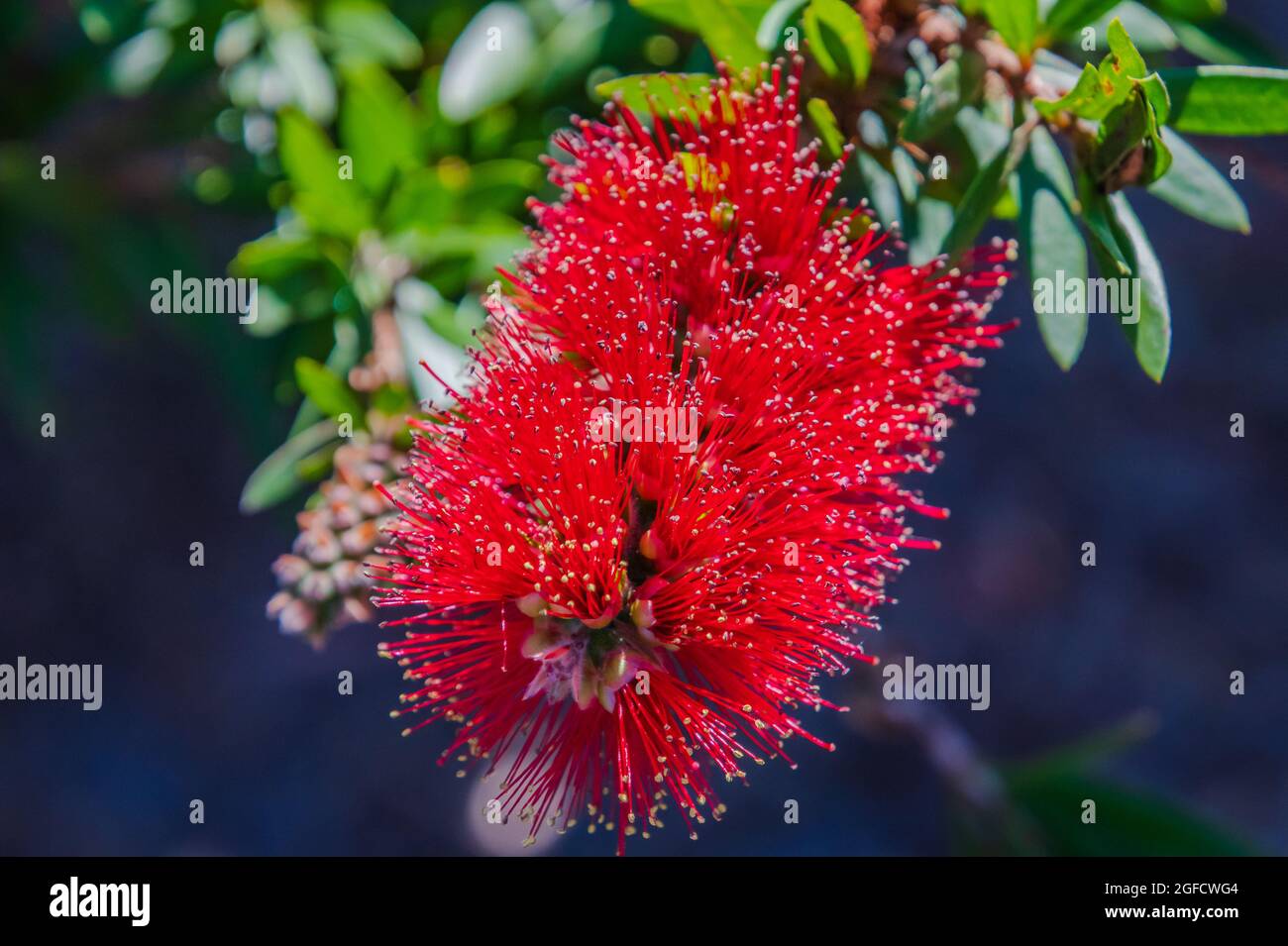 Scarlet bottlebrush hi-res stock photography and images - Alamy