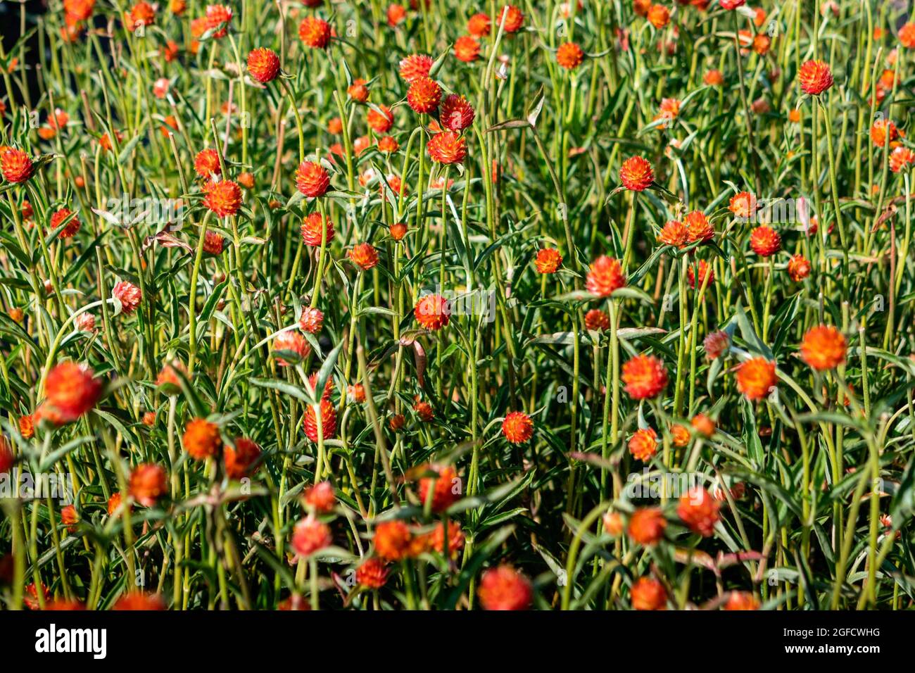 Amaranth species hi-res stock photography and images - Alamy