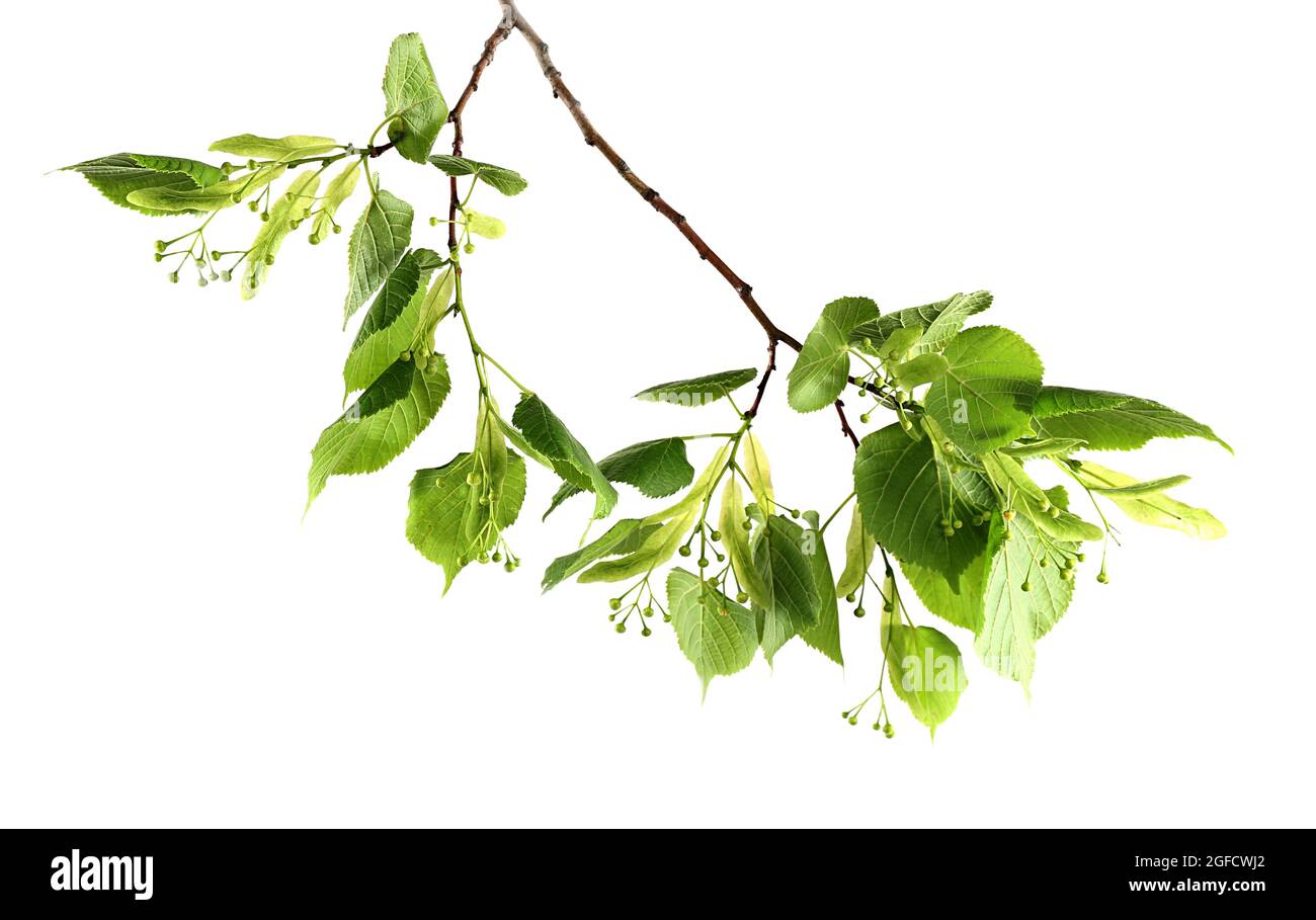 Green tree branch, isolated on white Stock Photo - Alamy