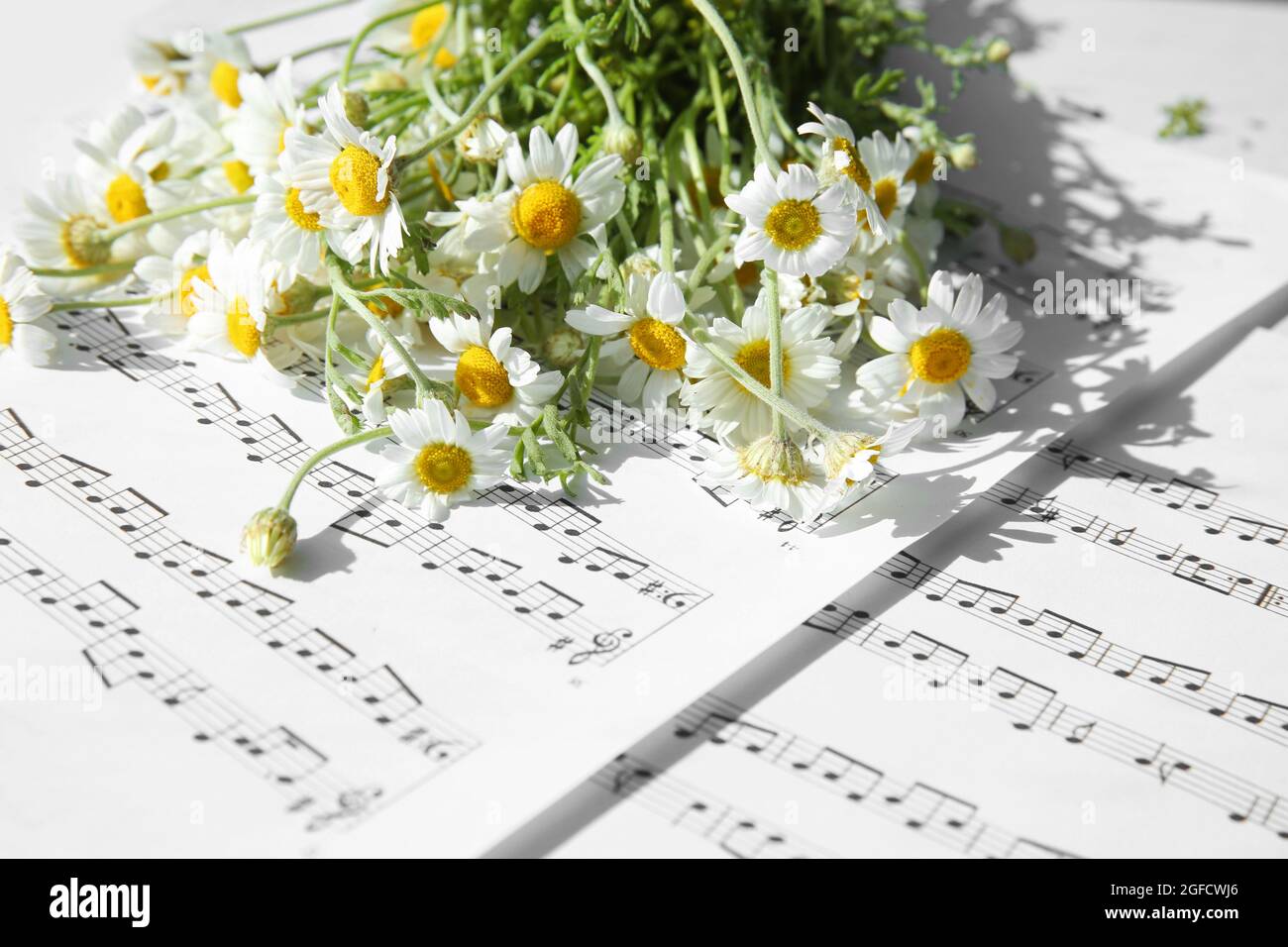 Chamomile bouquet on music notes Stock Photo - Alamy