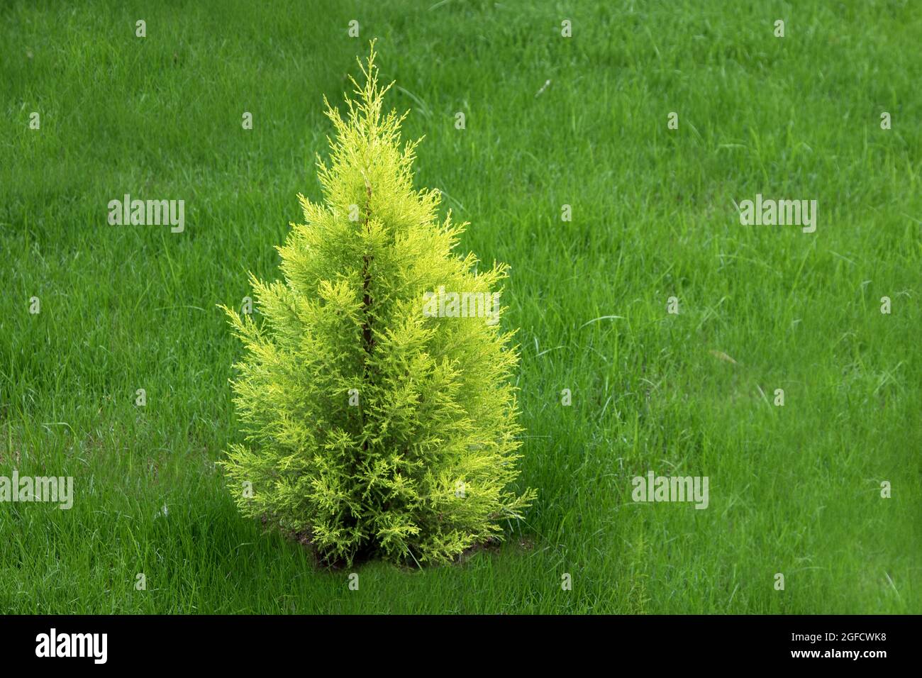 Small conifer tree growing in a country garden Stock Photo - Alamy