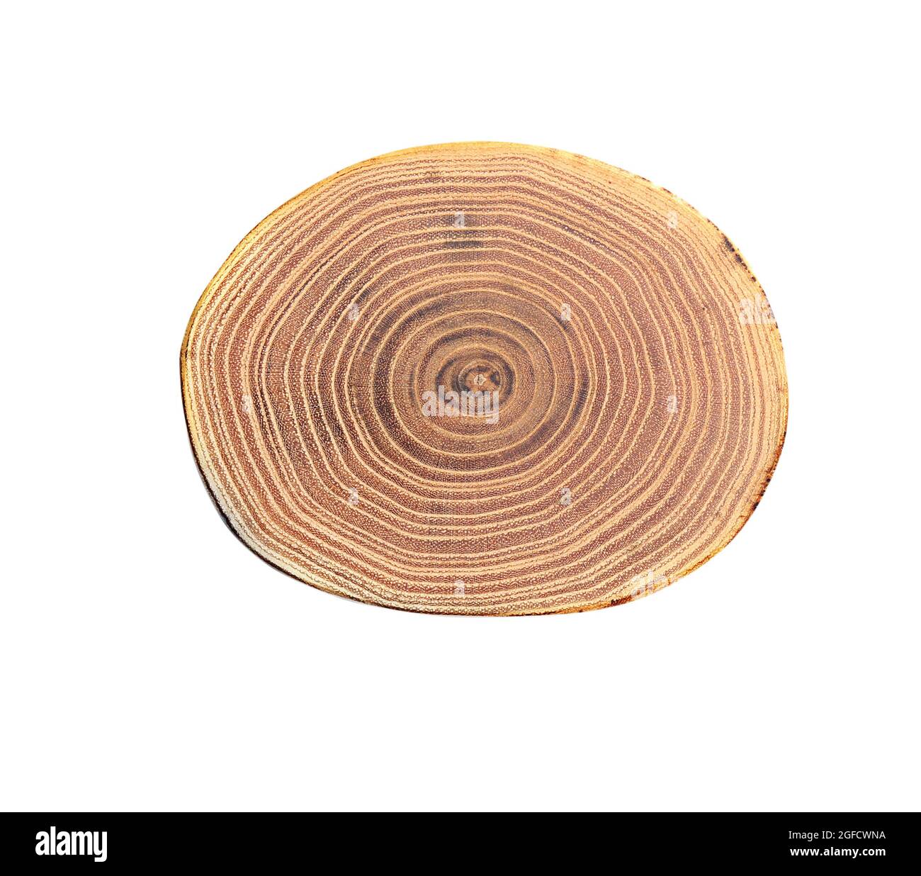Cross section of the tree, isolated on white Stock Photo - Alamy