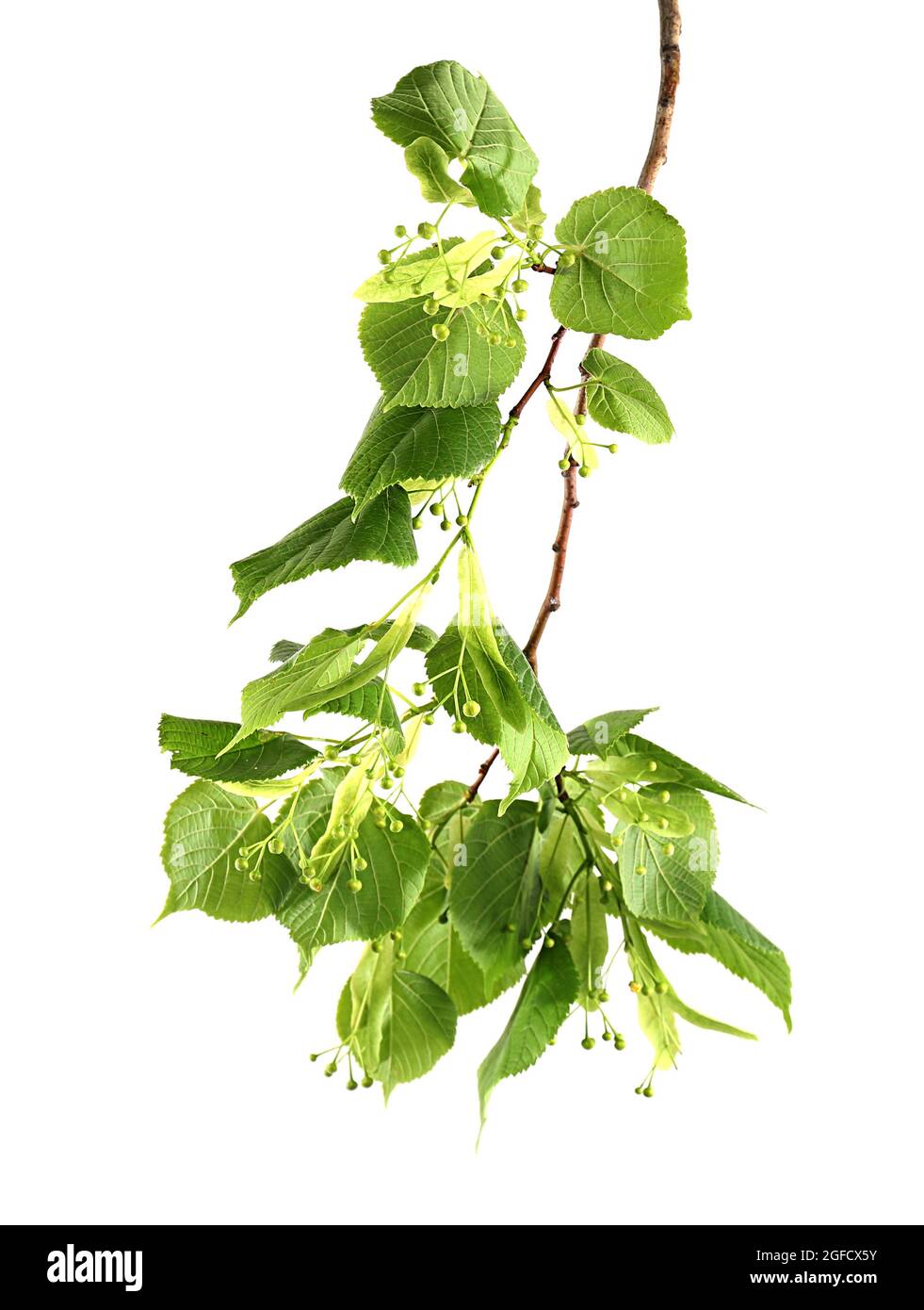 Green tree branch, isolated on white Stock Photo - Alamy