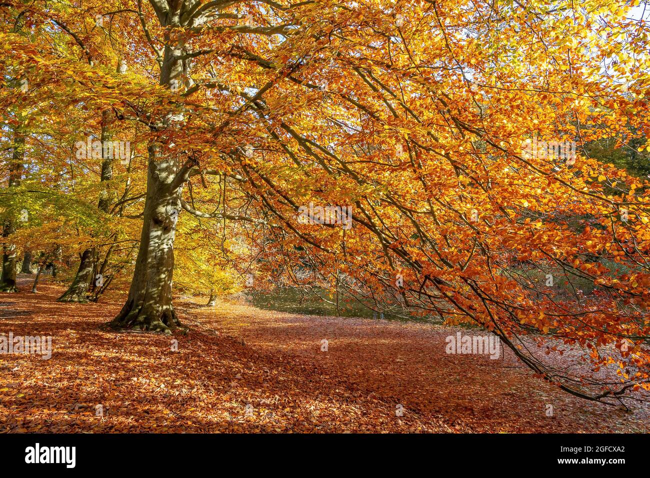 Trees show hi-res stock photography and images - Alamy