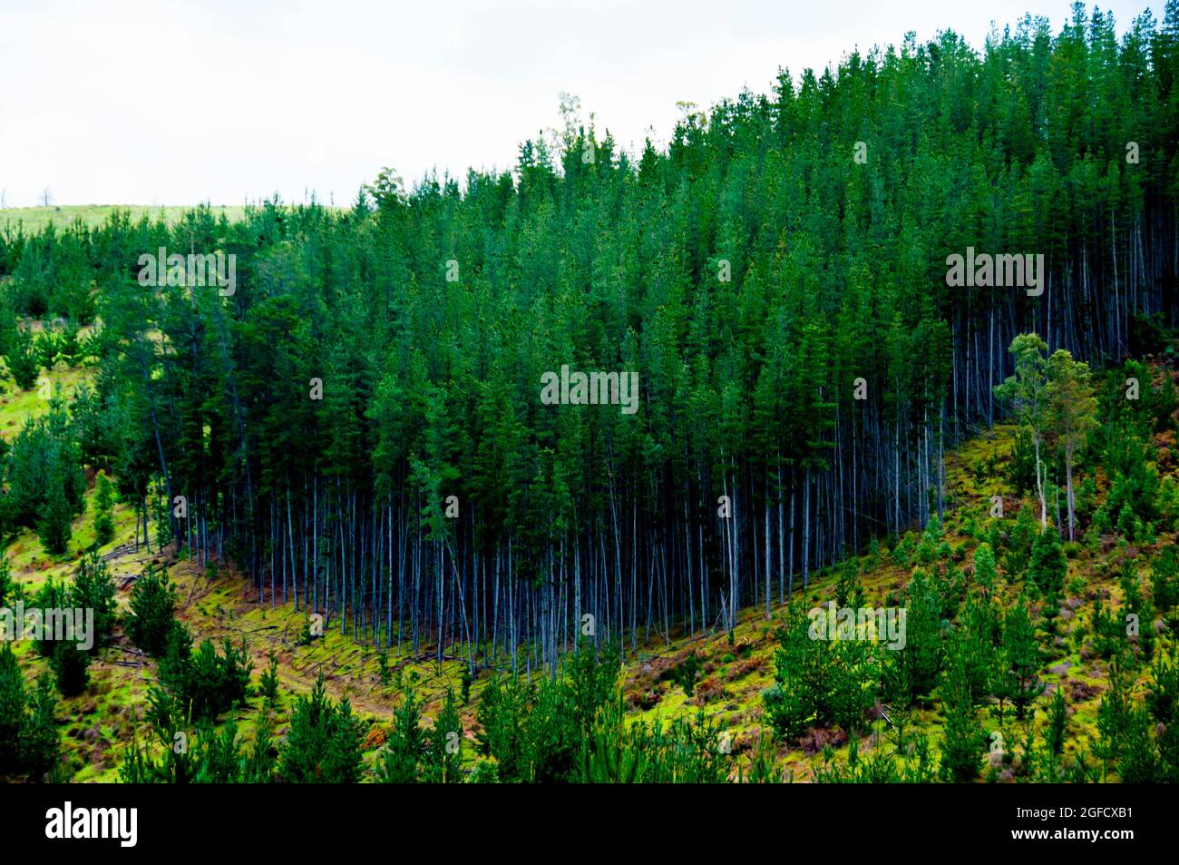 Pine Plantation for Industrial Harvest Stock Photo - Alamy