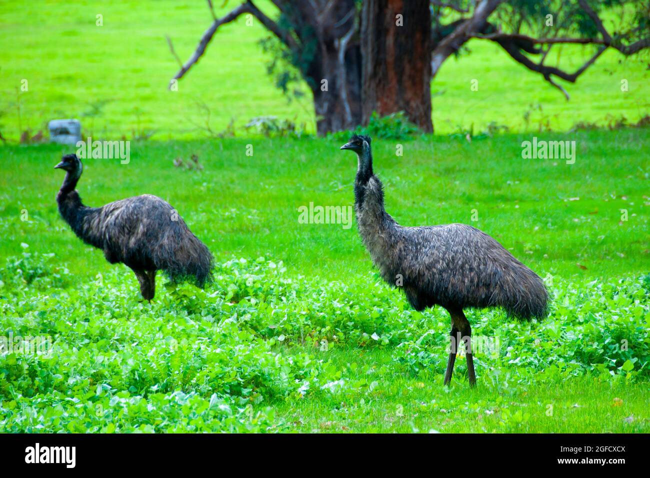 Emu Family in the Wild - Australia Stock Photo - Alamy