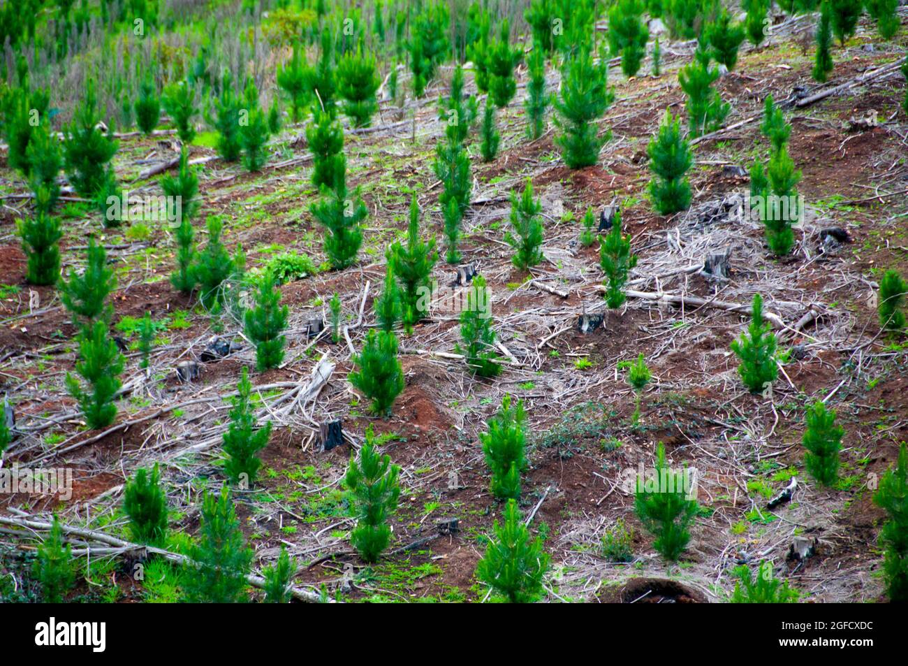 Pine plantation hi-res stock photography and images - Alamy