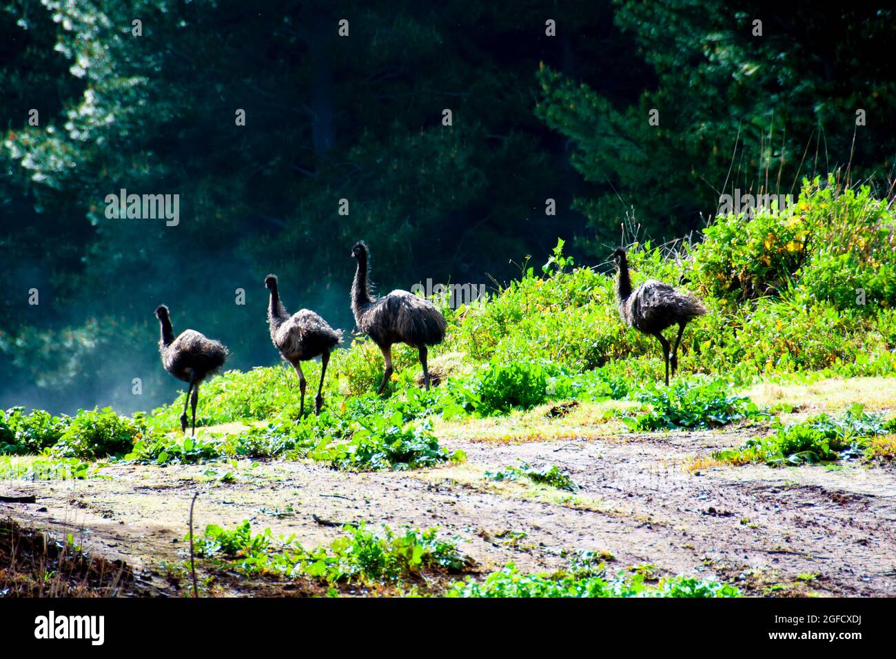 Park run australia hi-res stock photography and images - Alamy