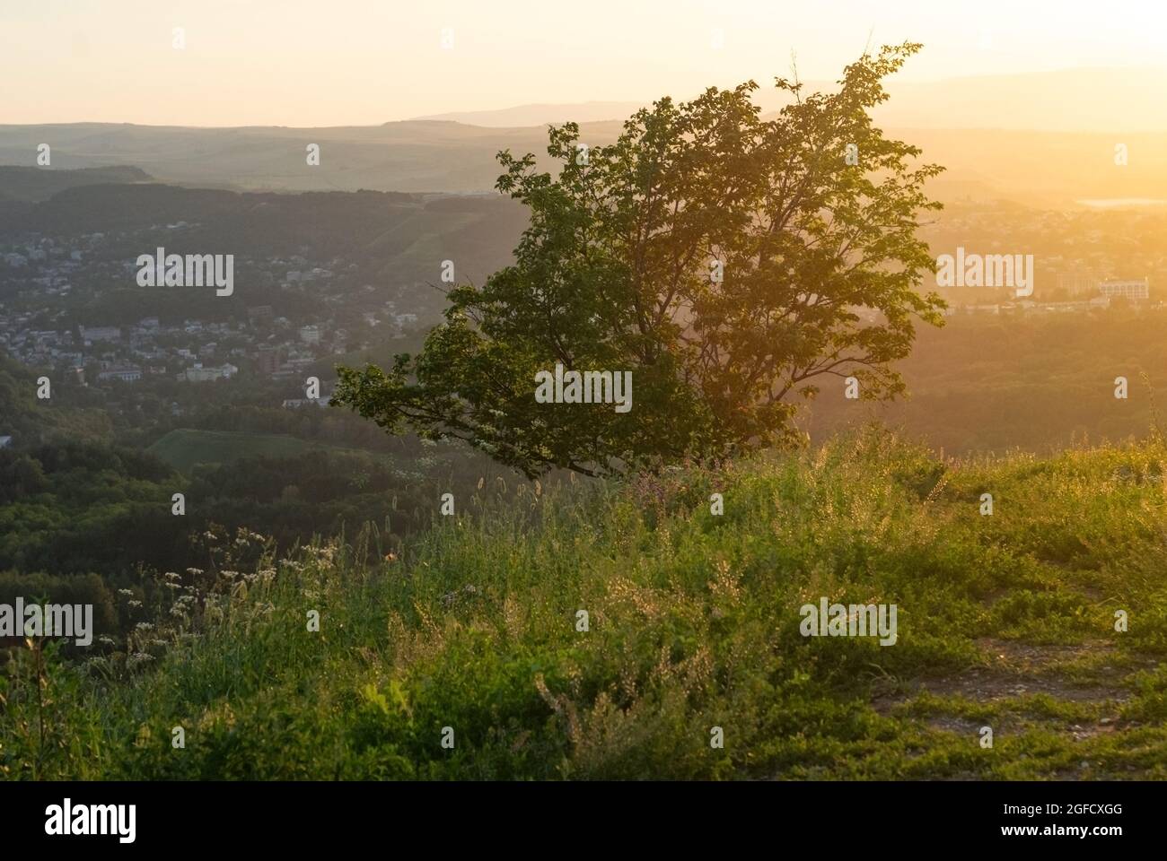 A tree on the edge of a hill at sunset. Beautiful rural panoramic ...