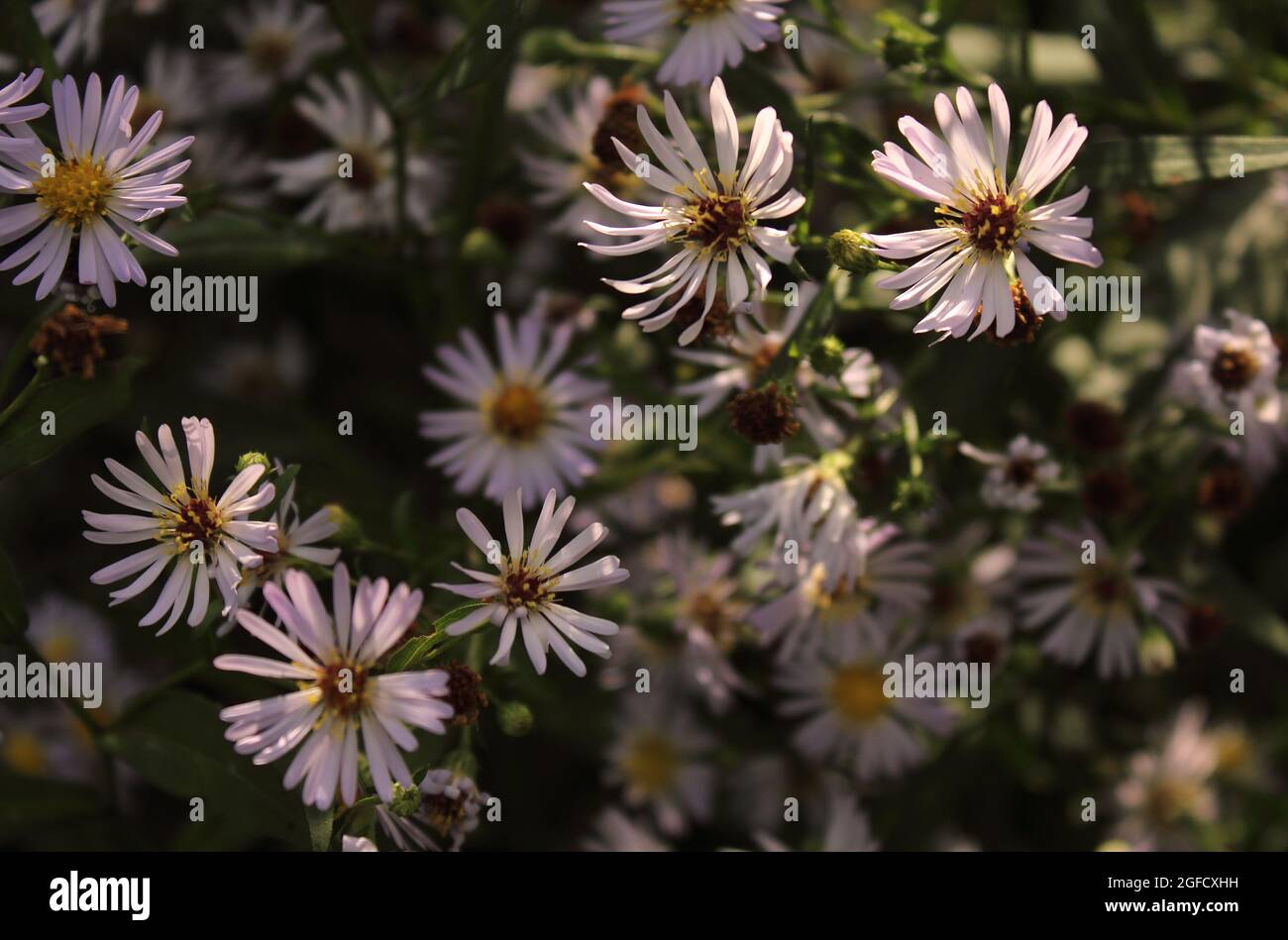 Close-up buds of white astra flowers Stock Photo - Alamy