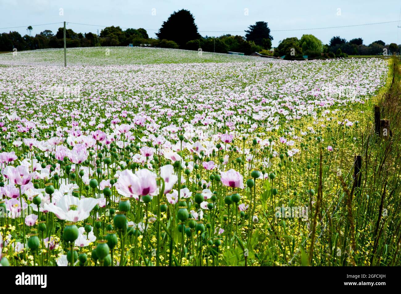 Poppy tasmania hi-res stock photography and images - Alamy