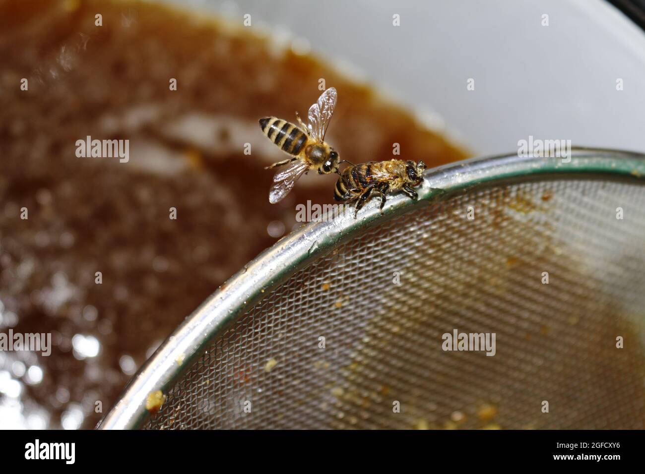 Harvest of sweet and organic honey Stock Photo - Alamy