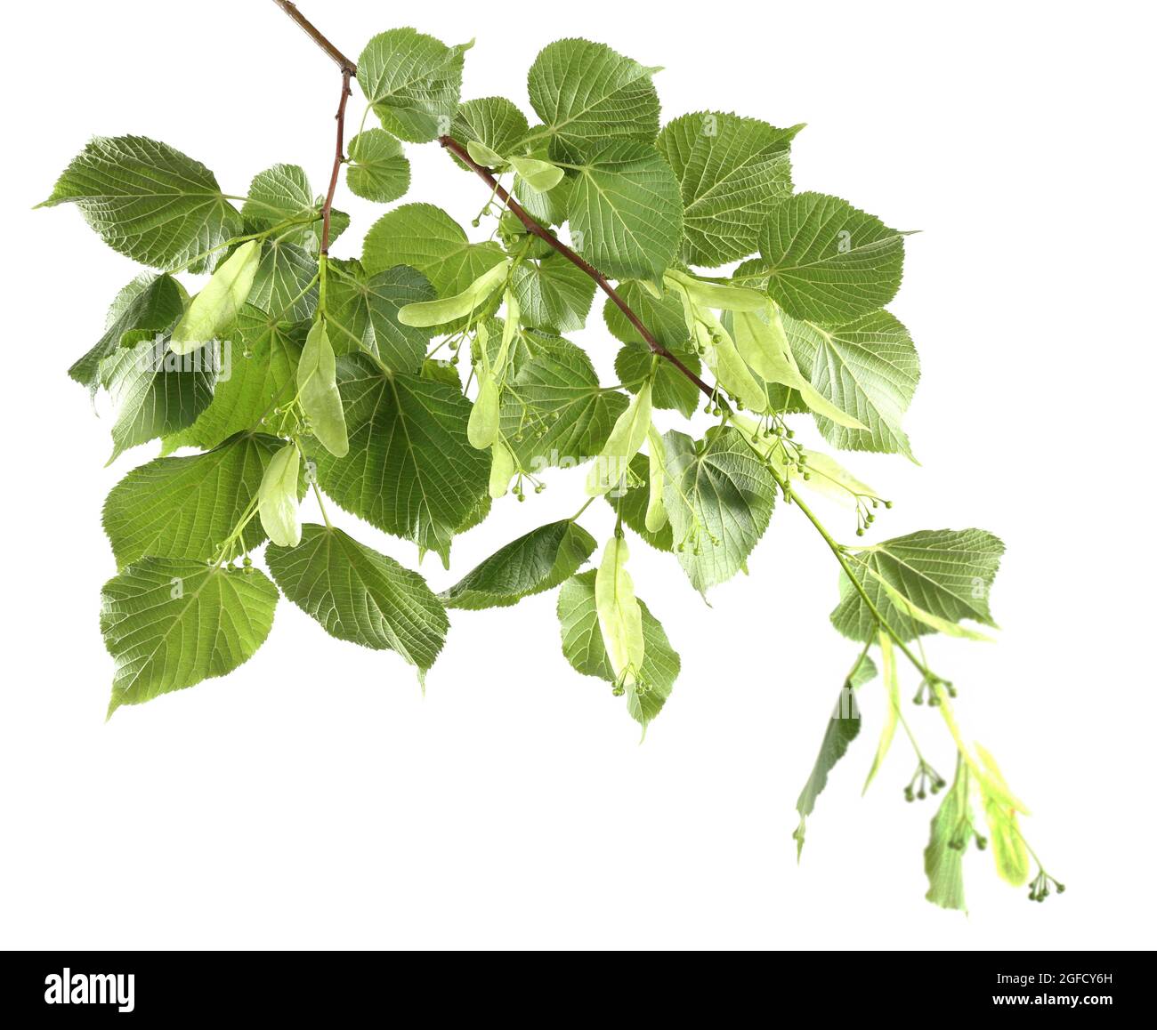Green tree branch, isolated on white Stock Photo - Alamy