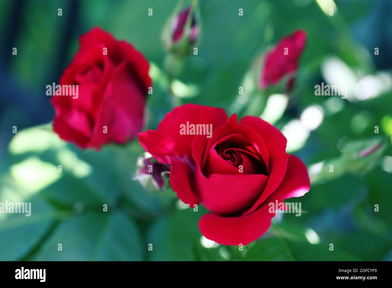 Two red roses on green nature background Stock Photo - Alamy