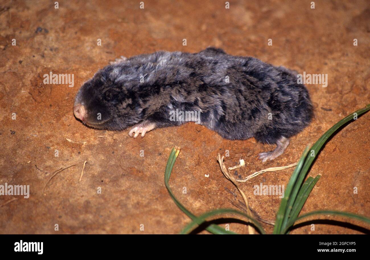 Middle East blind mole-rat Stock Photo - Alamy