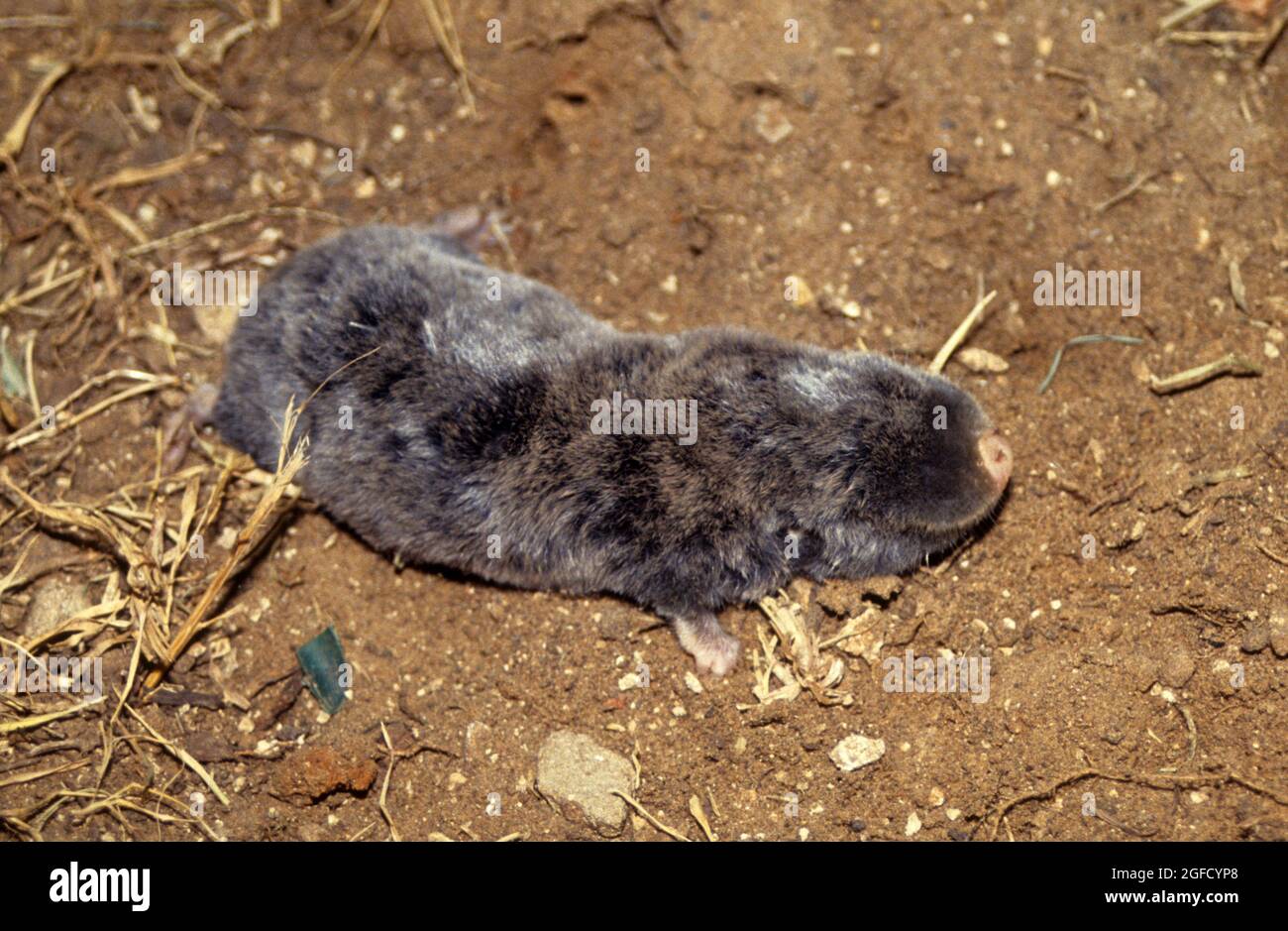 Middle East blind mole-rat Stock Photo - Alamy