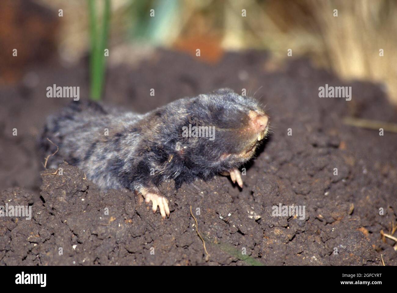 Middle East blind mole-rat Stock Photo - Alamy
