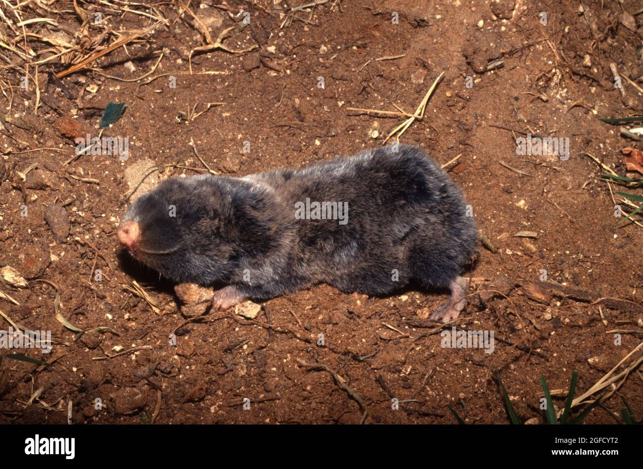 Middle East blind mole-rat Stock Photo - Alamy