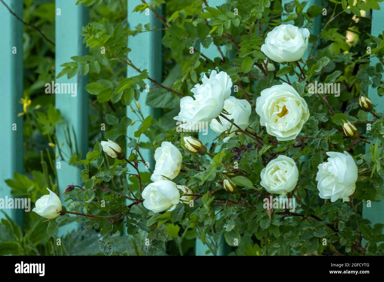 Spray roses hi-res stock photography and images - Alamy